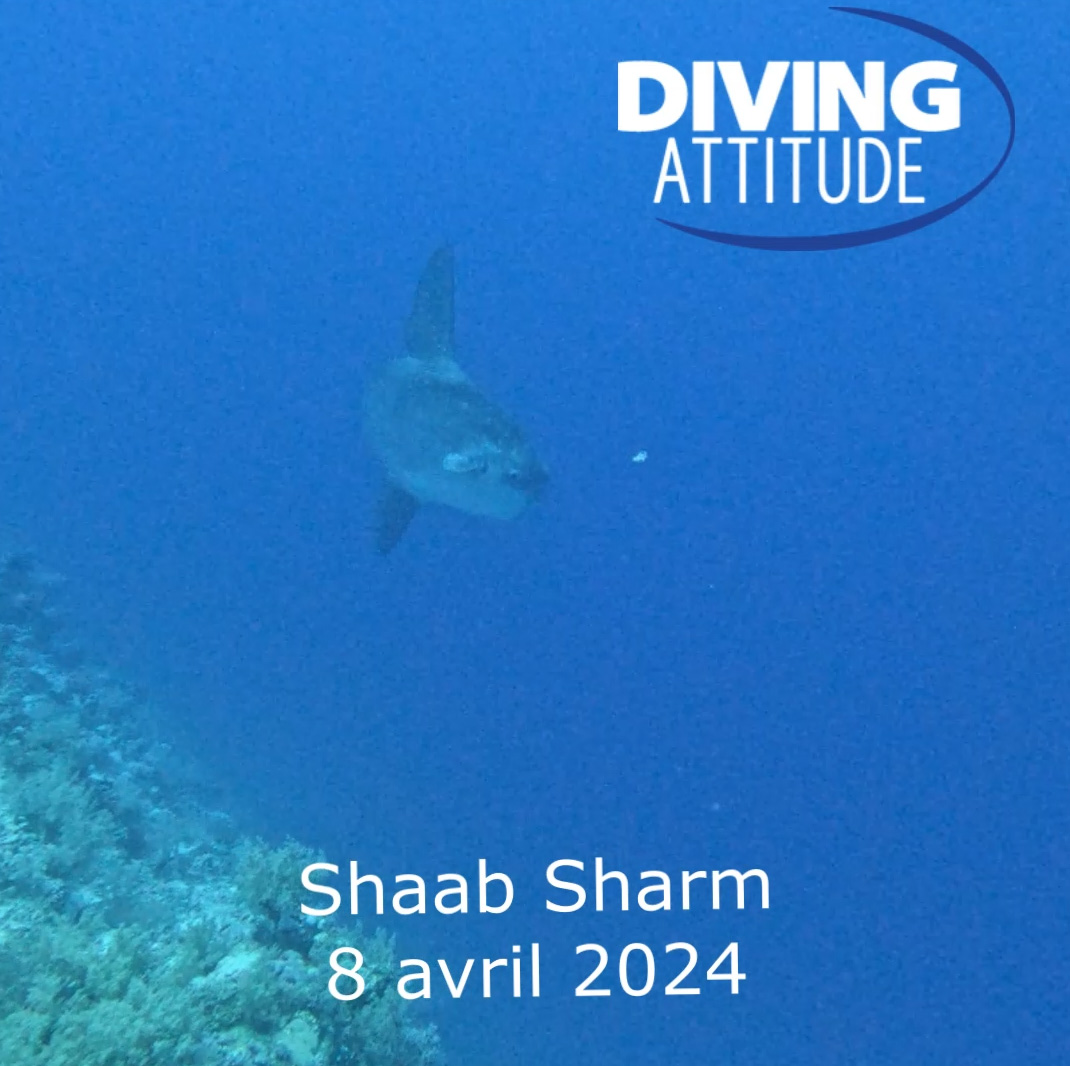 UN MOLA-MOLA SUR SHAAB SHARM – Diving Attitude